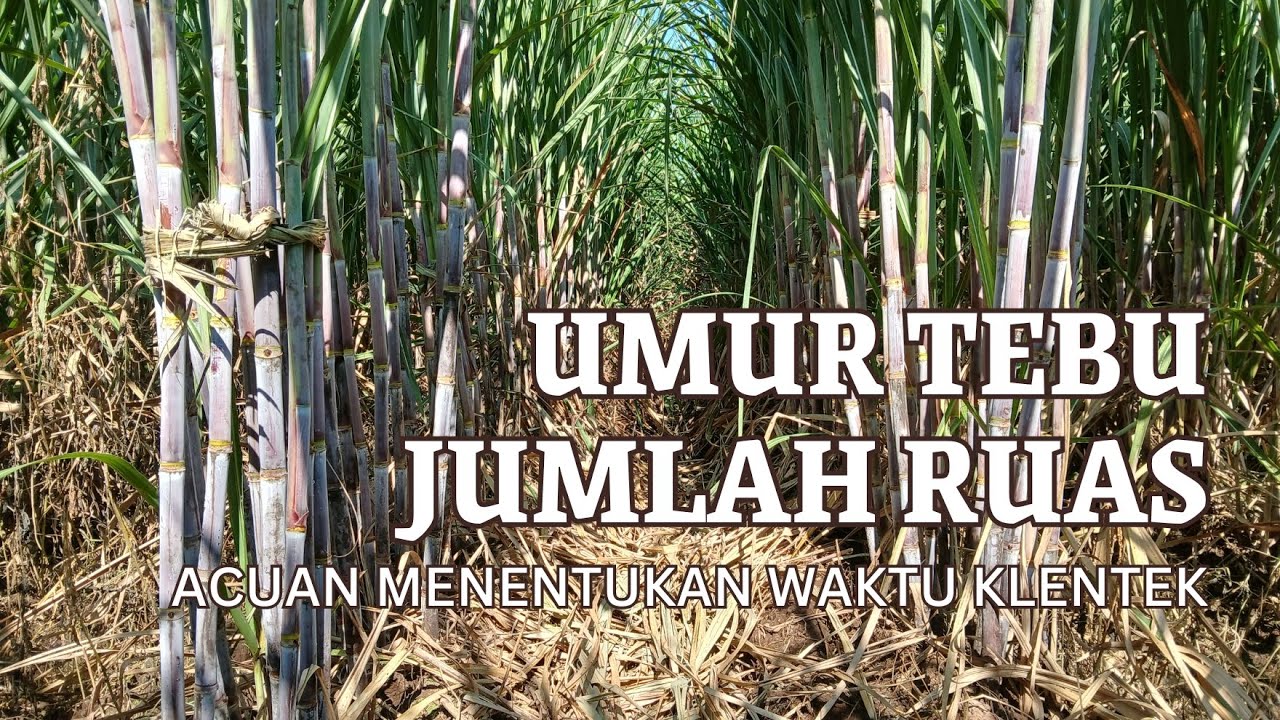 Cara Menentukan Waktu Klentek Tebu Berdasarkan Umur dan Jumlah Ruas ...