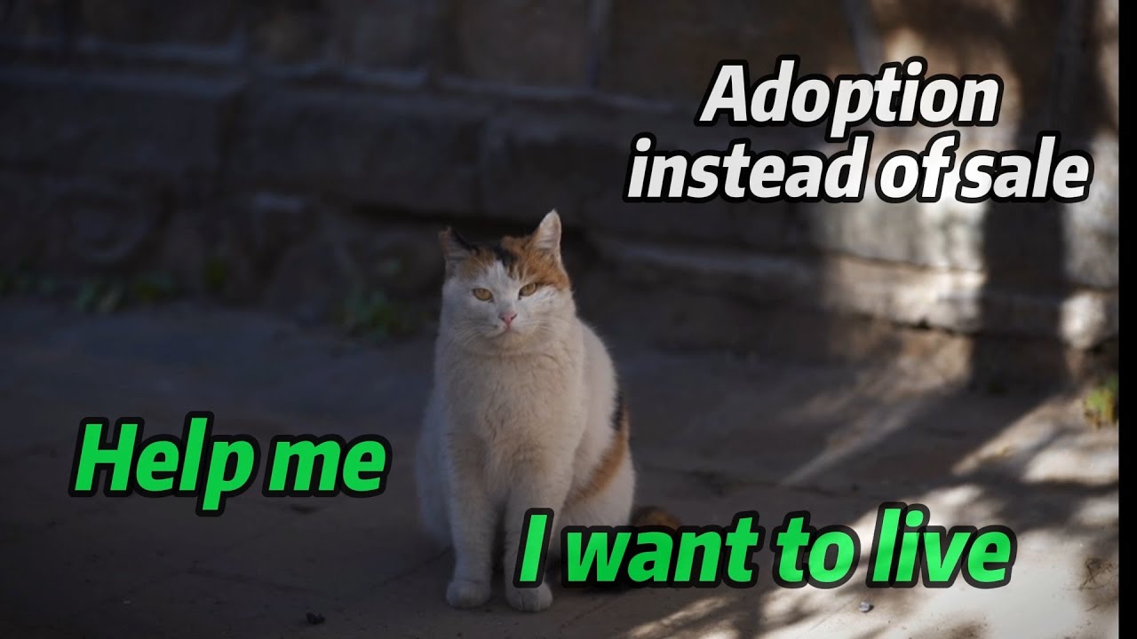 Please light their way home with your love - YouTube