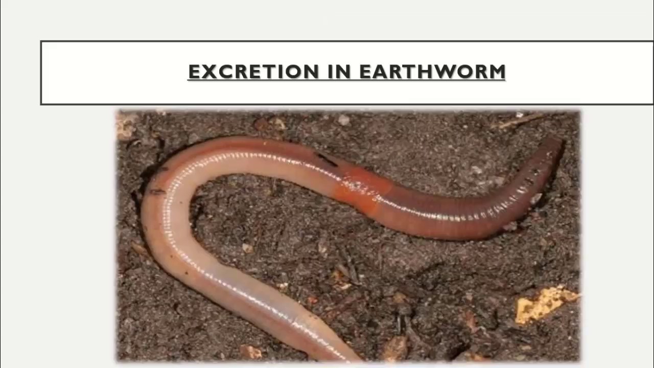 Second Year Biology Chapter No 15 Lecture No 4 Excretion in Earthworm ...