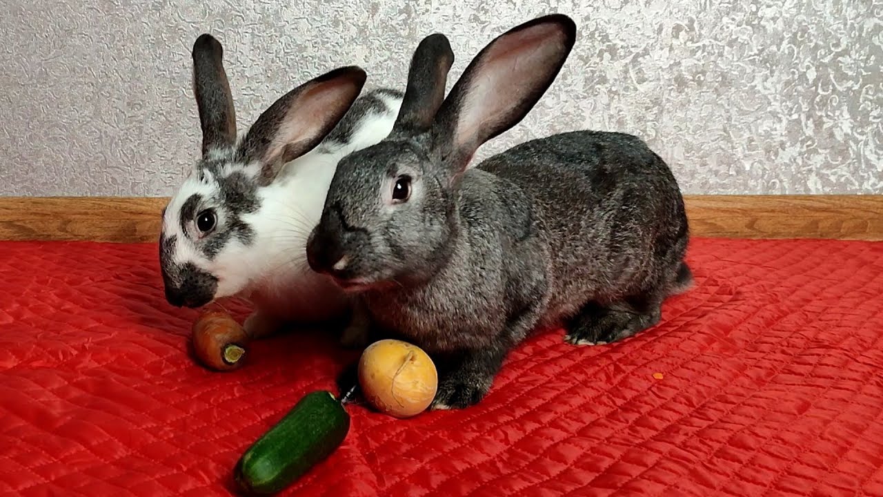 The rabbit ate carrots turnip cucumber ASMR - YouTube