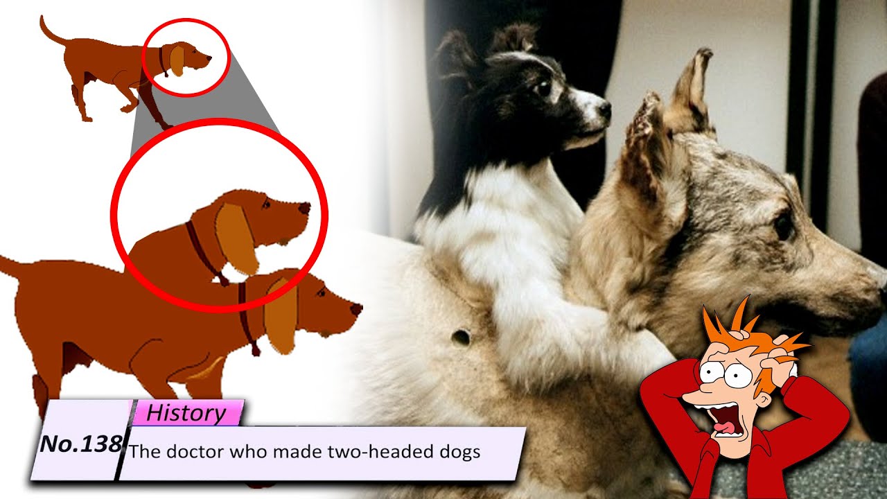 No. 138, History : The doctor who made two-headed dogs. (ISL) - YouTube