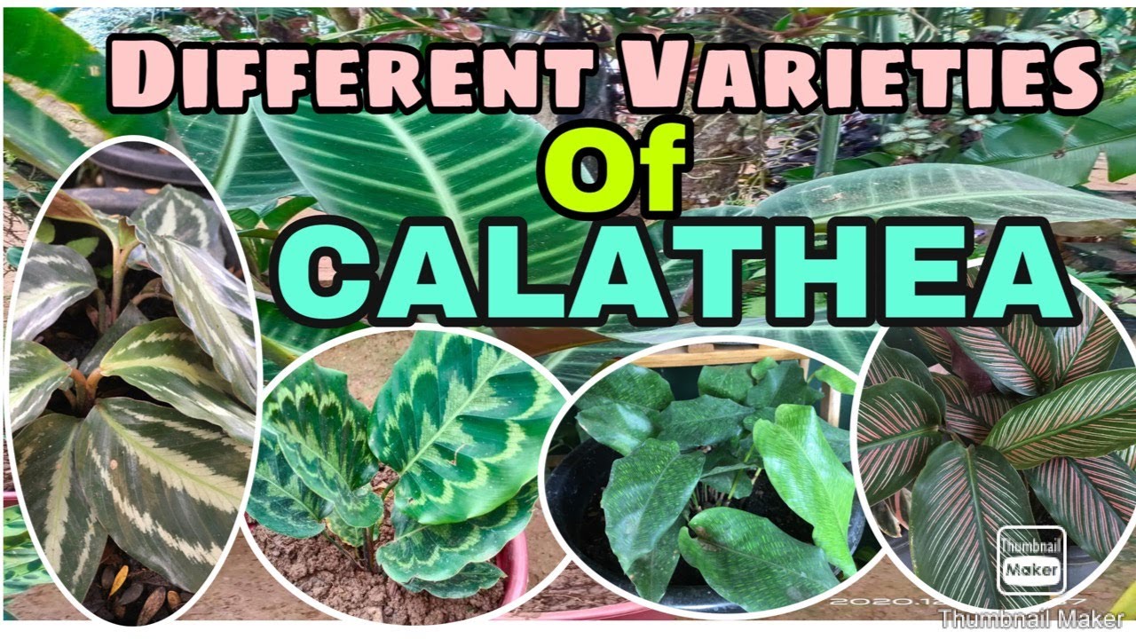 Different Varieties of CALATHEA Plants+IDENTIFICATION - YouTube