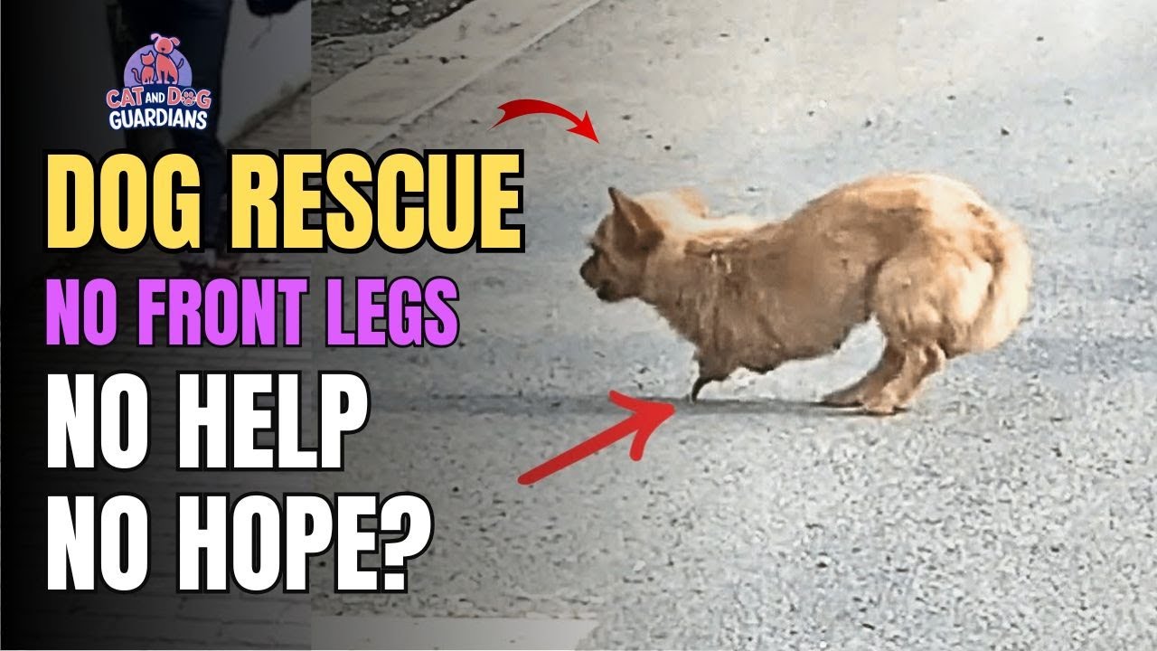 Rescuing a Dog With No Front Legs | Left Crawling Through Crowds ...