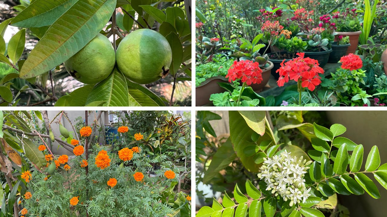 Green net installation ! plants update 🪴 - YouTube