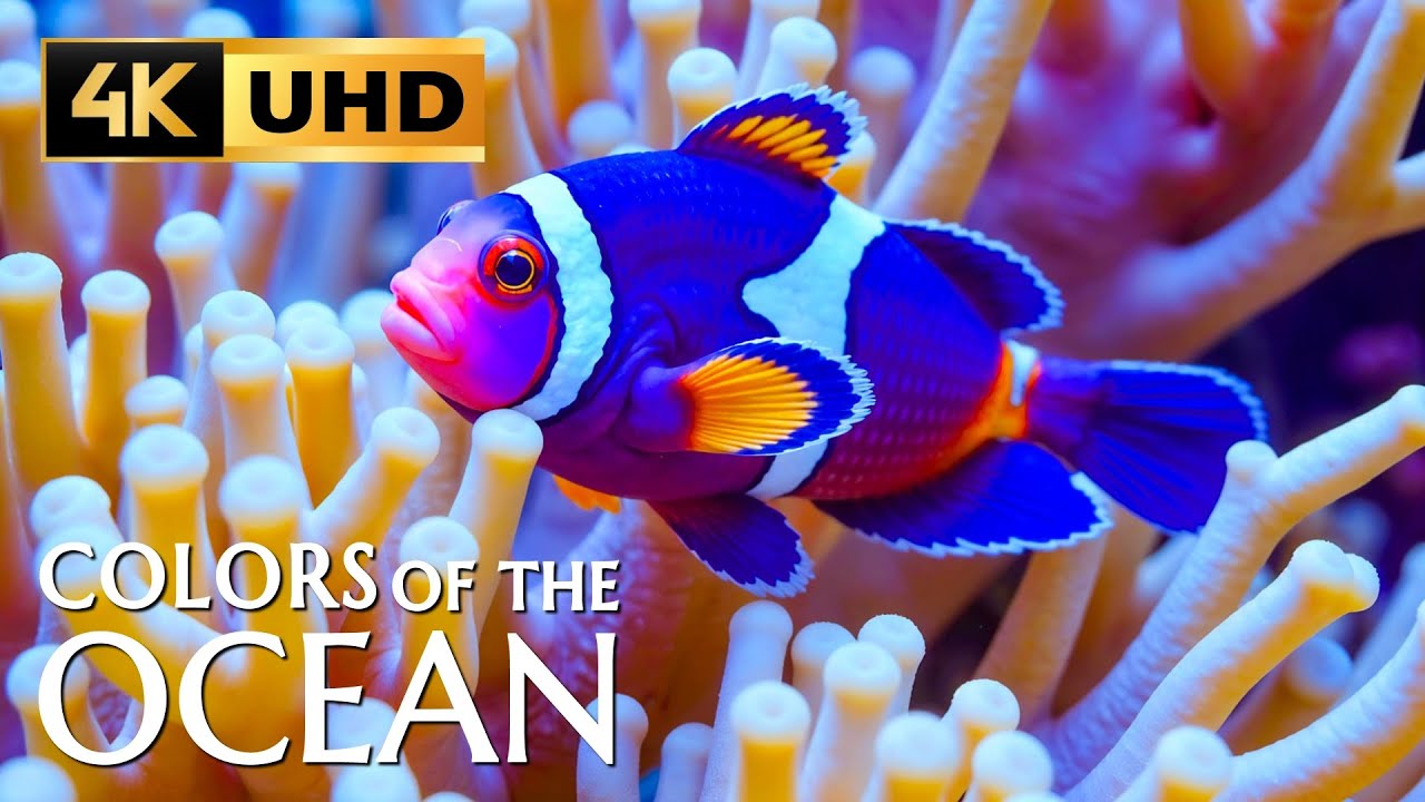 Soothing Reef 4K Ultra HD 🐟 Stunning Coral Formations and Tranquil Sea ...