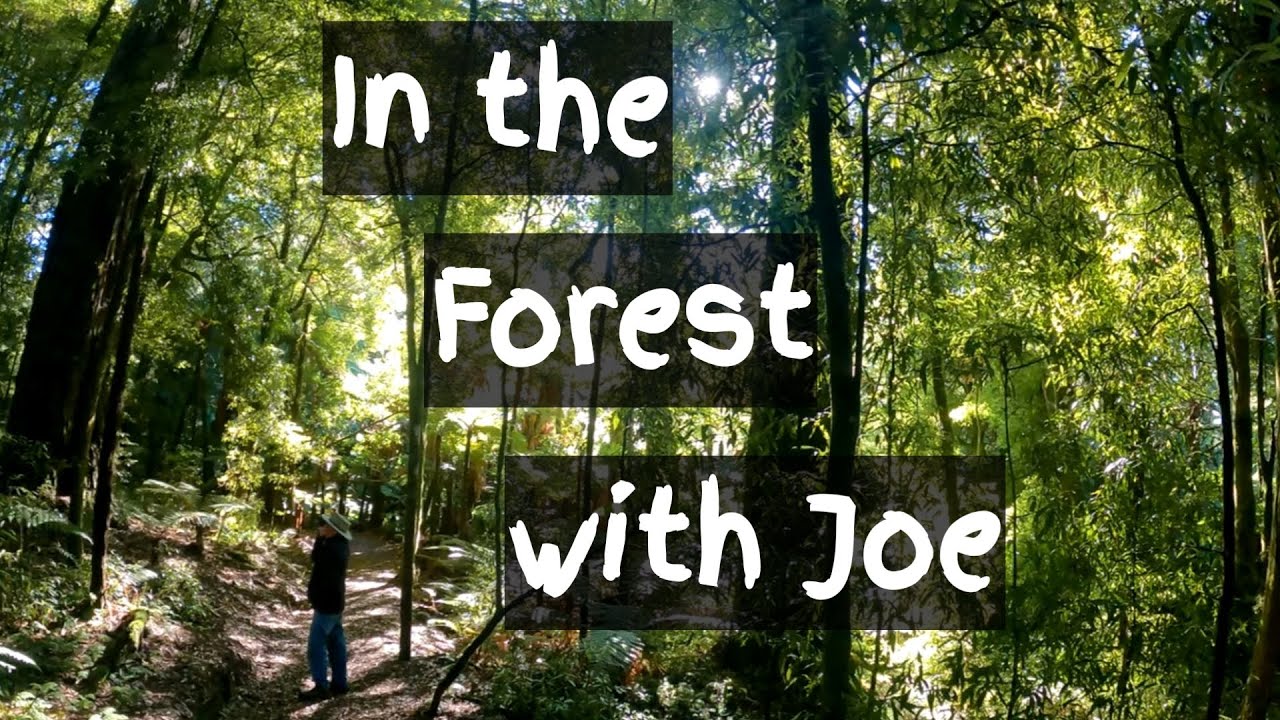 In the untouched native New Zealand forest with Joe. 🇳🇿 #forest - YouTube