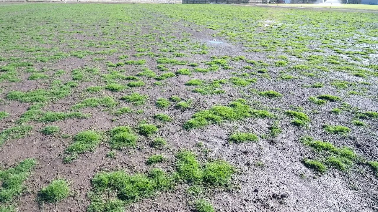 BCC OVAL: Grass Update - YouTube