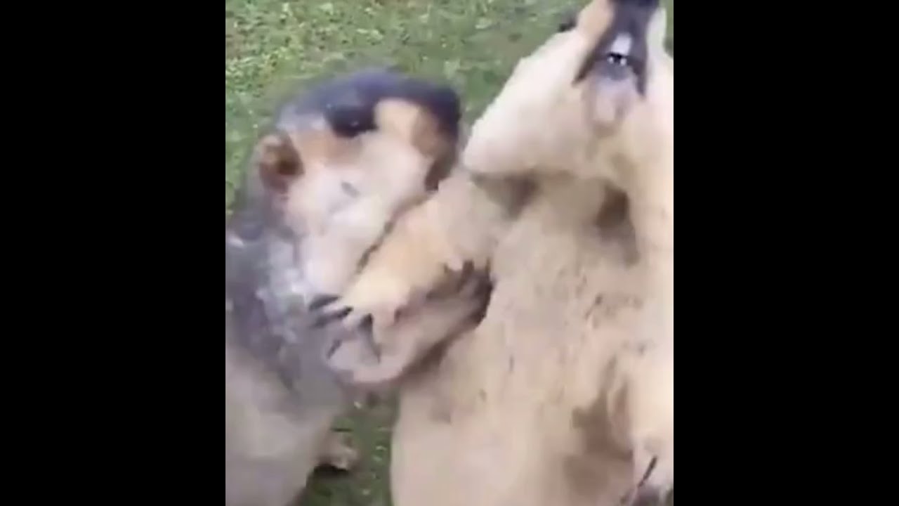 Marmots compete over food from tourists| CCTV English - YouTube