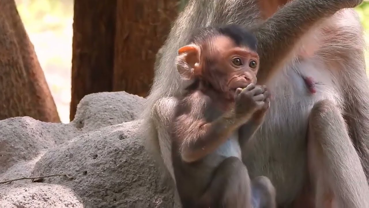Cuteness Overload! Monkey Mom & Baby's Playful Moments - YouTube