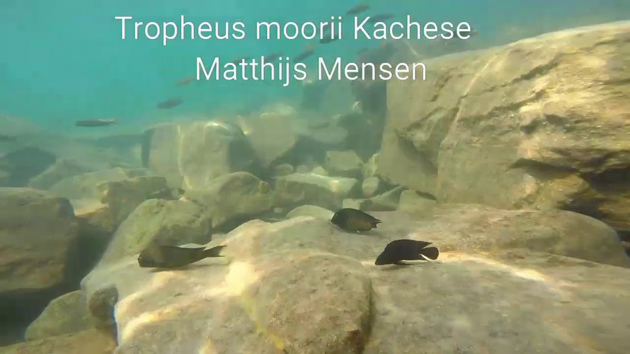 Tropheus moorii kachese - YouTube