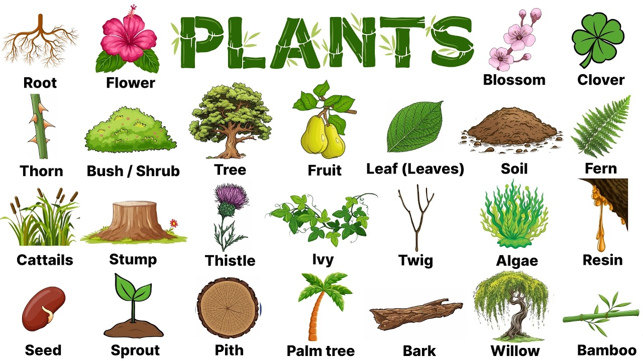 Plant Vocabulary | Plant Names in English | Parts of a Plant | Types of ...