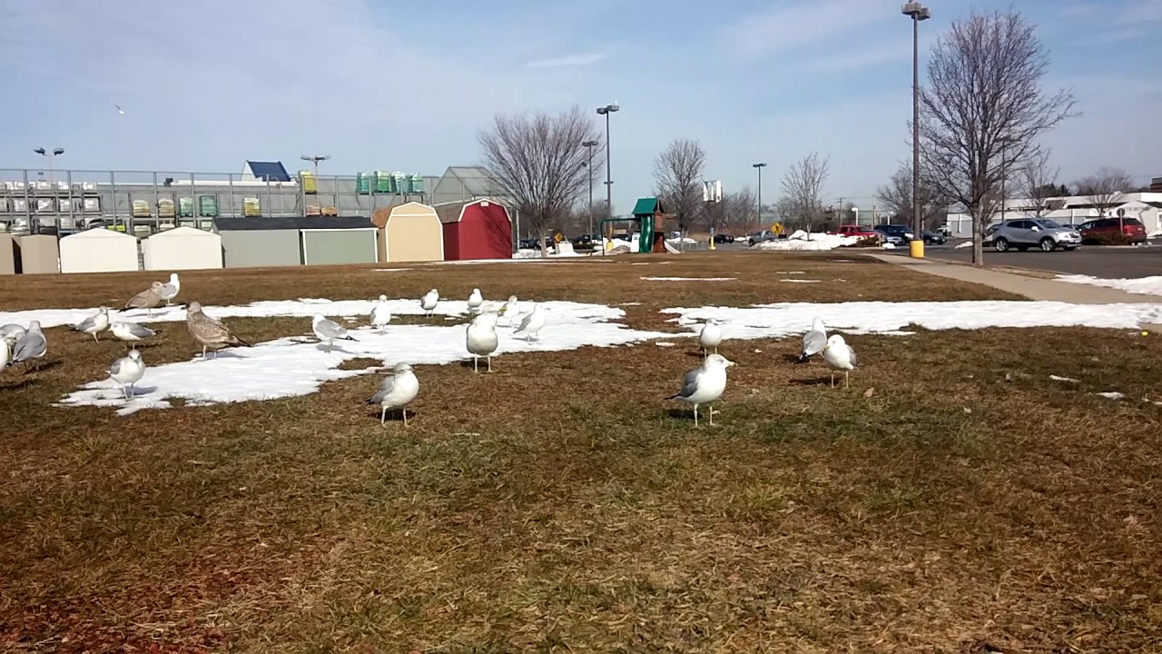 My Little SeaGull Men!!! "Loafing" in late Feb' 2017. - YouTube