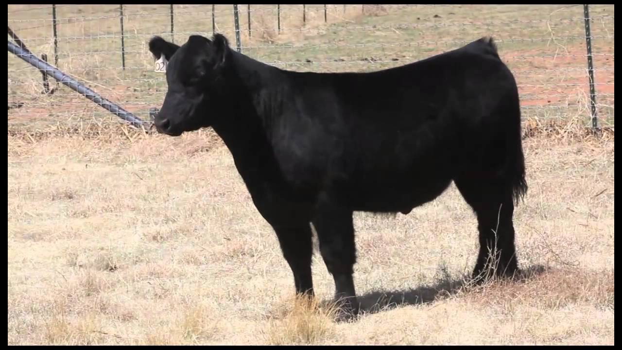 Clevenger 021 April 2014 - YouTube