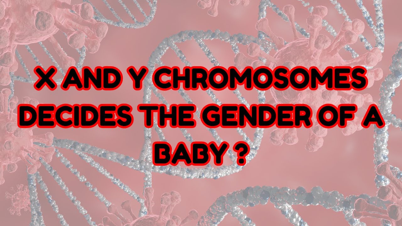 X and Y chromosomes decides the gender of a baby? | Genetics - YouTube