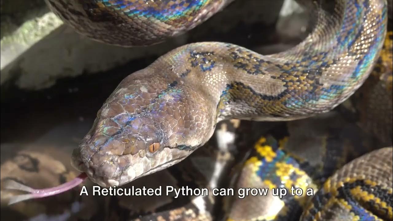 Slithering Giants: Top 5 Largest Snakes in the World - YouTube