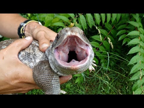 GIANT LIZARD CAUGHT IN TENNESSEE! (Herping Tennessee) - YouTube