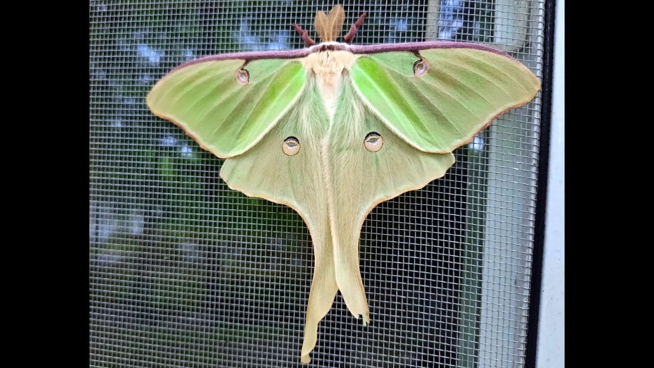 Petting A Luna Moth 💖 On My Window Screen - YouTube