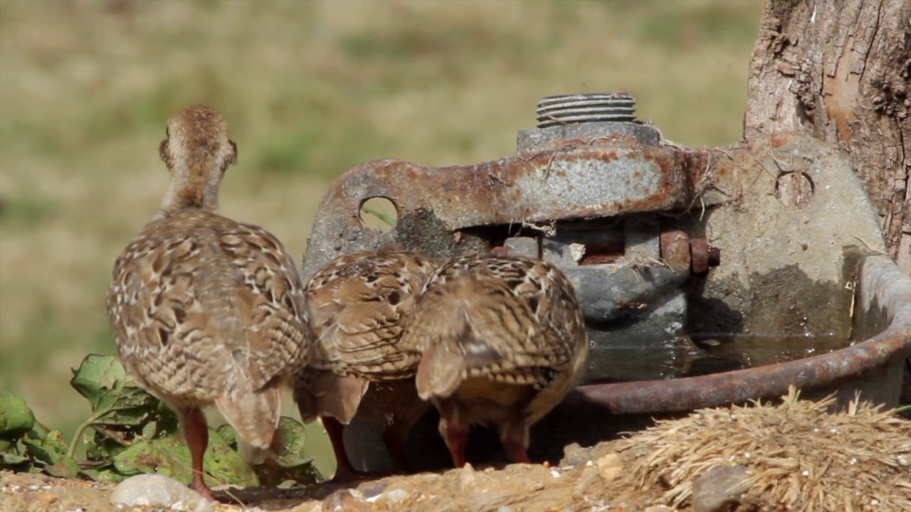 Juvenile Partridge - YouTube