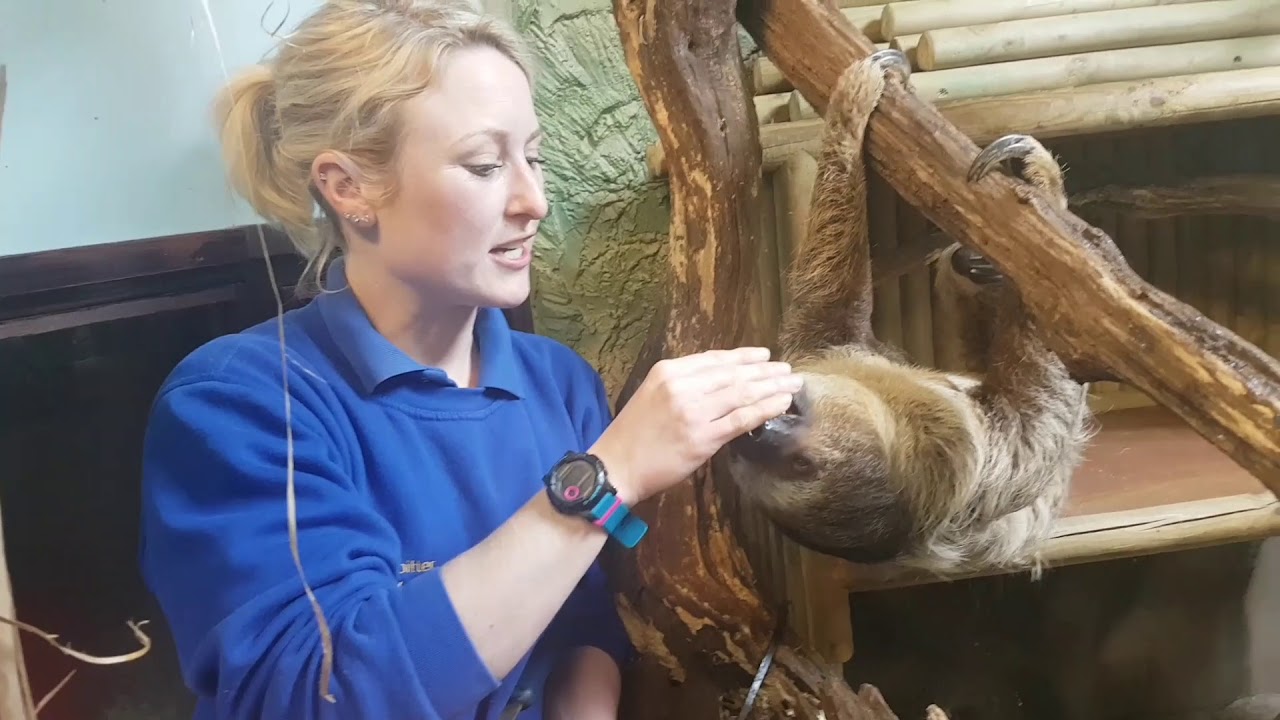 Pancake day for zoo's sloths - YouTube