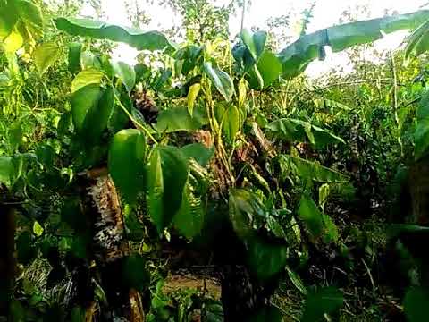 Bulath wagawa - YouTube