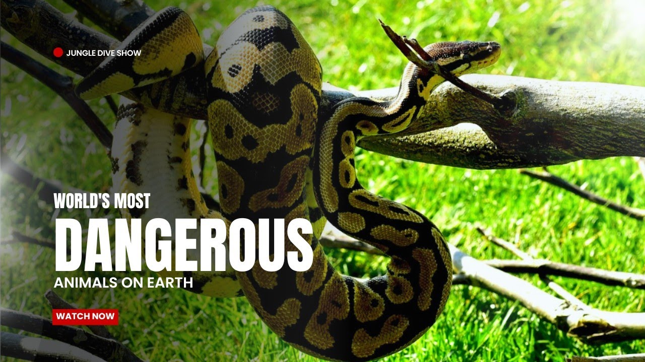 Deadliest Animals on Earth – Most Dangerous Creatures | Survival Tips ...