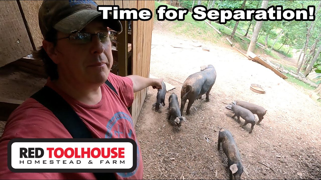 WEANING TIME: Separating the Piglets from the Sows - YouTube