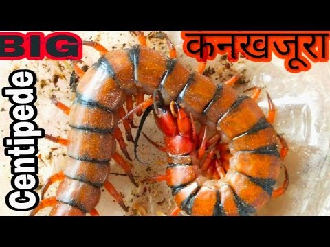Centipedes Kankhajura Gojar सबसे खतरनाक कनखजूरा गोजर | Big Centipede ...