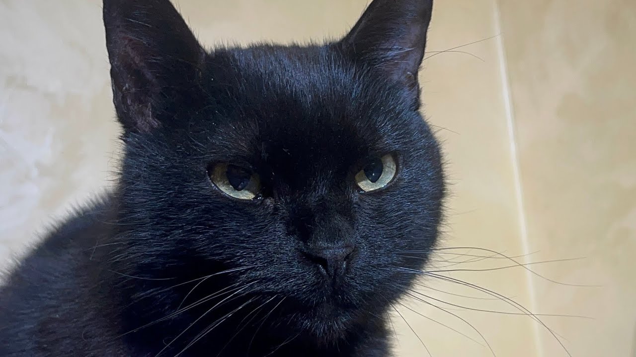 Black cat lady 😻 Little panther Lakshmy ️ Have you ever seen so sweet ...