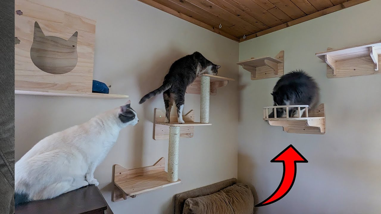 The Cats are LOVING This Kitty Wall Perch Set! - YouTube