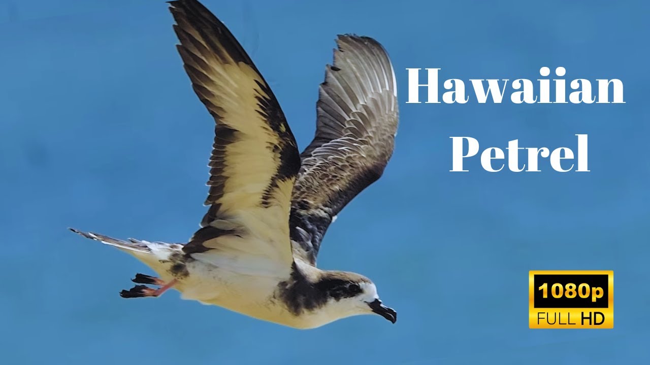 The Hawaiian Petrel: A Rare and Majestic Seabird of Hawaii's Skies ...