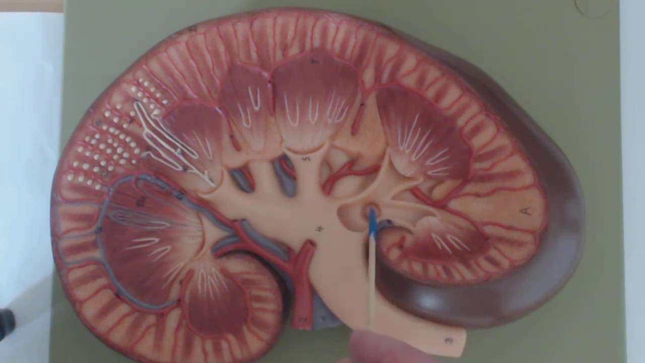 BIOL 213 Anatomy of the Kidney II. Large Kidney Model - YouTube