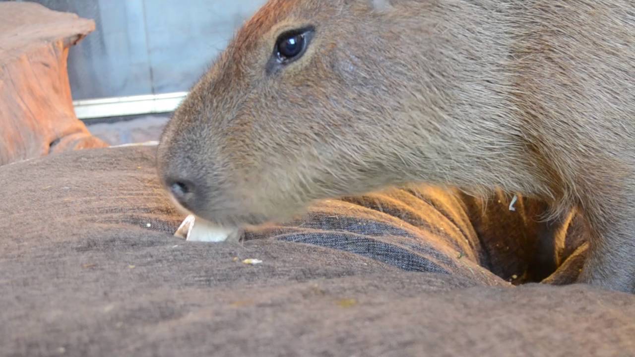 Capybara chewing on bone - YouTube