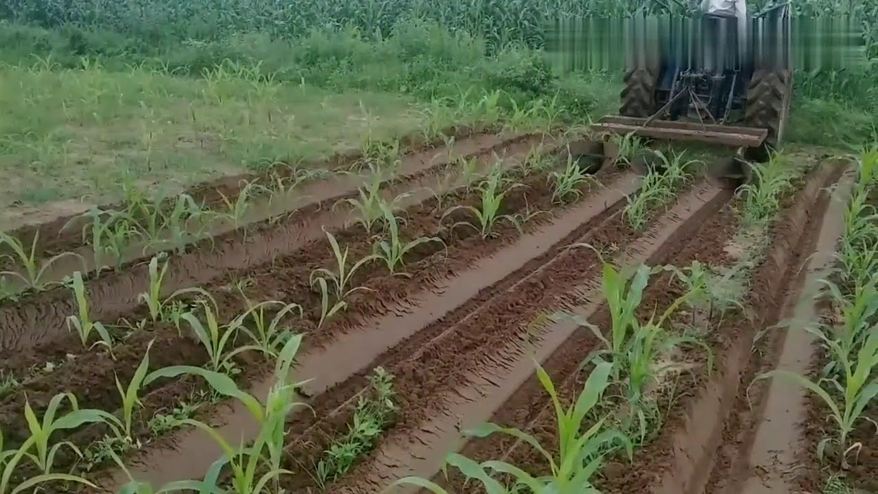 Maize weed control - YouTube