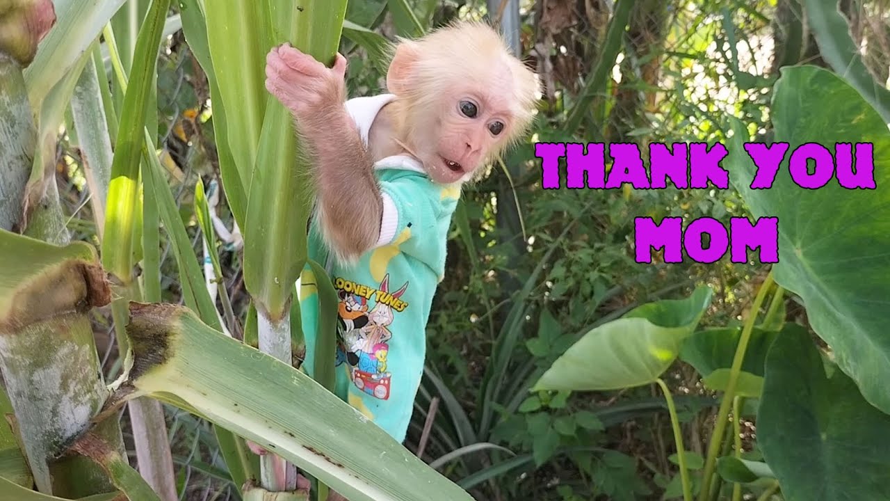 Baby Monkey Cutis enjoys visiting the beautiful garden by Mom - YouTube