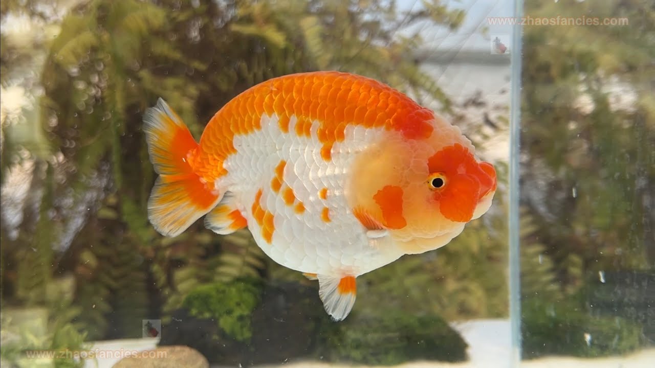 Striking color pattern, round back, and a petite fully split tail on ...