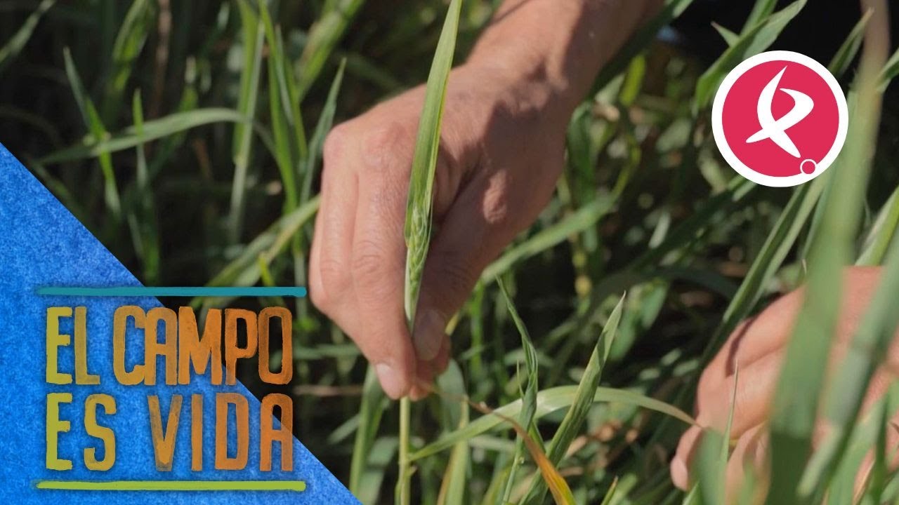 Debido a la escasez de lluvias, el trigo está espigando antes de tiempo ...