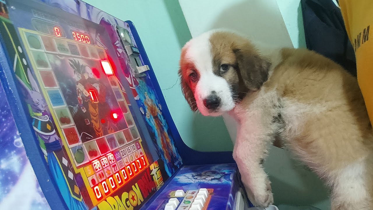 perrito hermoso hace apuesta máxima en la maquinita ♥️♥️♥️ - YouTube