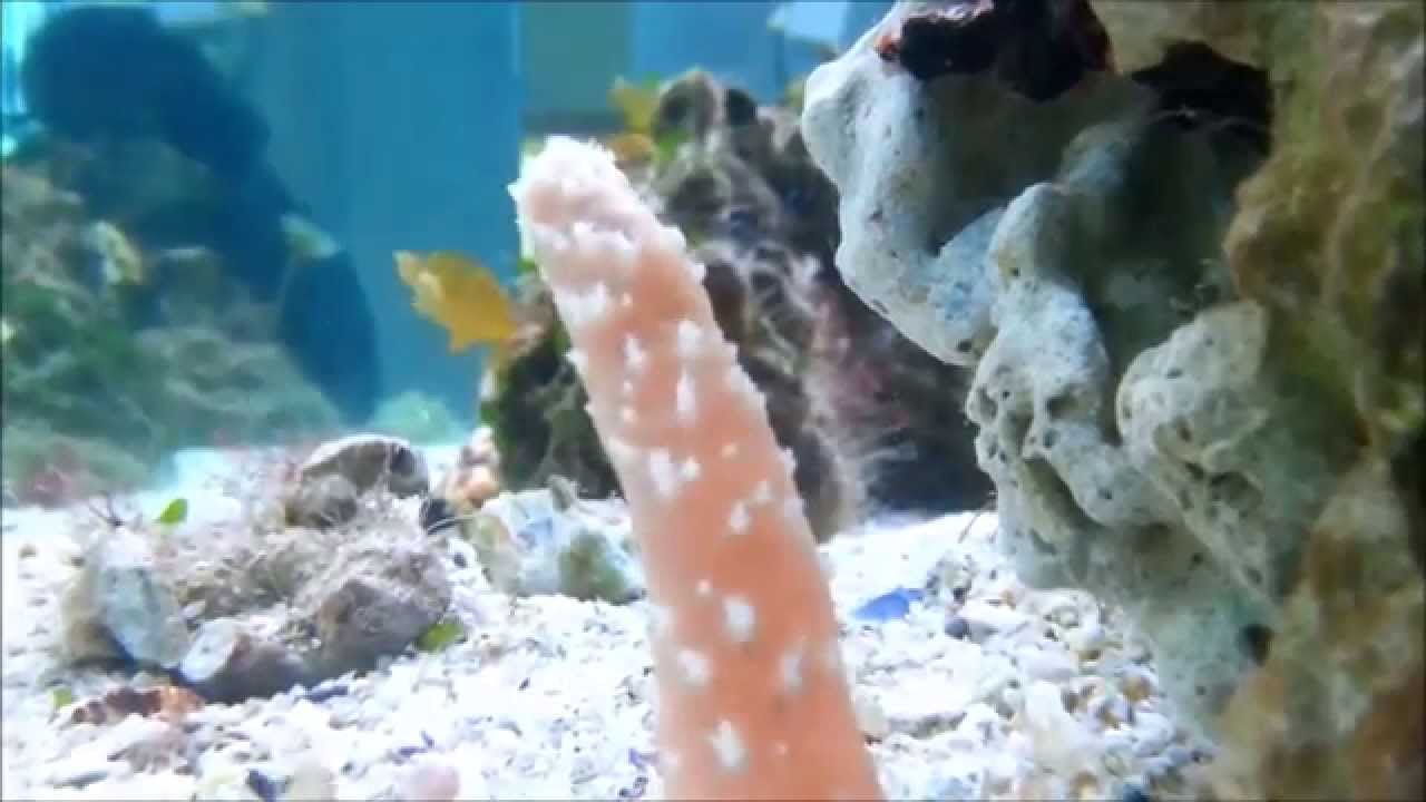 Veretillum cynomorium - YouTube