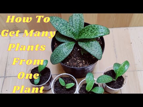 How To Propagate Leopard Lily(Silver Squill) || How To Repot Leopard ...