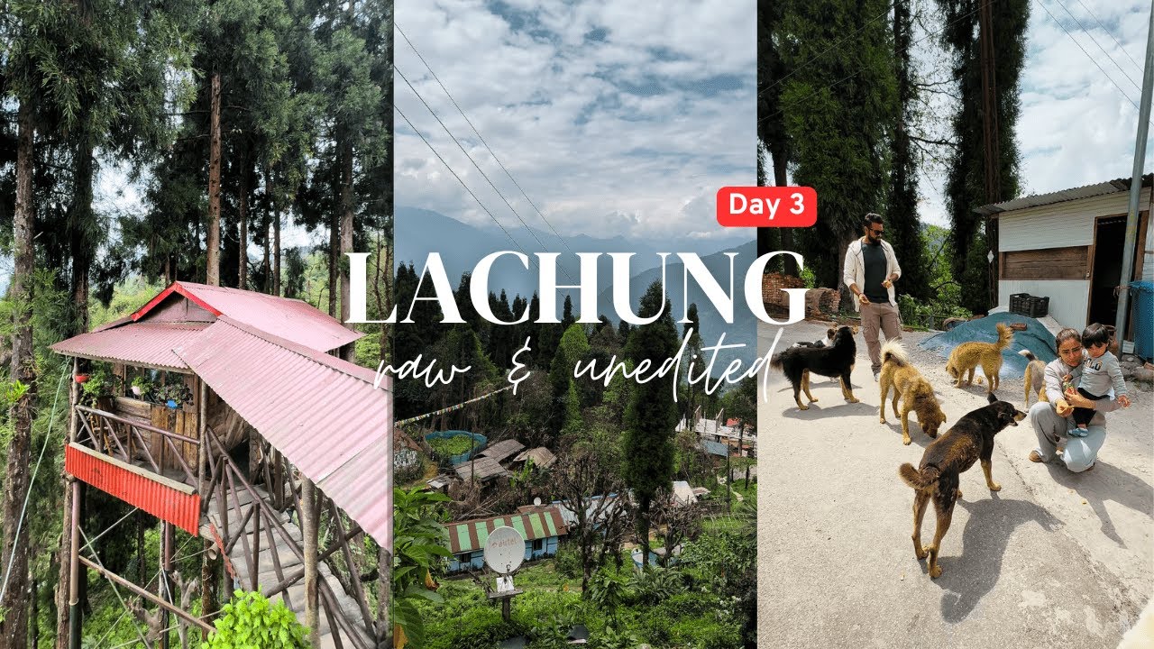 Gangtok to Lachung Road Trip 🏔️ | Tree House Café & Feeding Pahadi Dogs ...