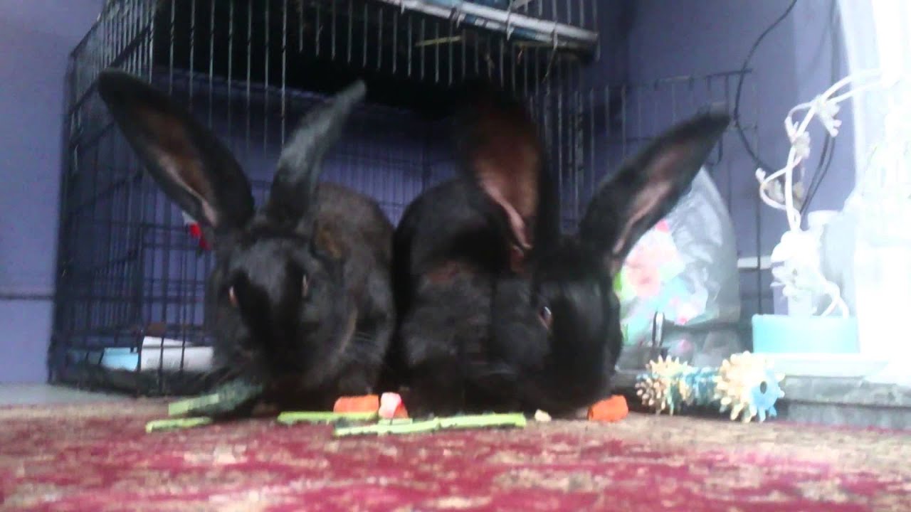 German giant rabbits. - YouTube