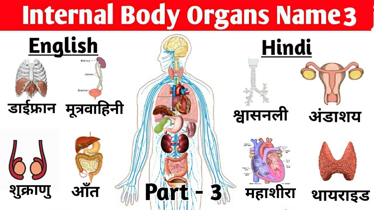 Part - 3 ll Internal Body Organs Name ll Organs for Biology Student ll ...