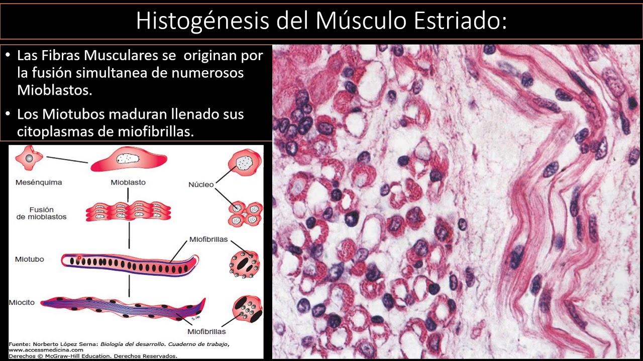 Histogénesis del Músculo Estriado - YouTube