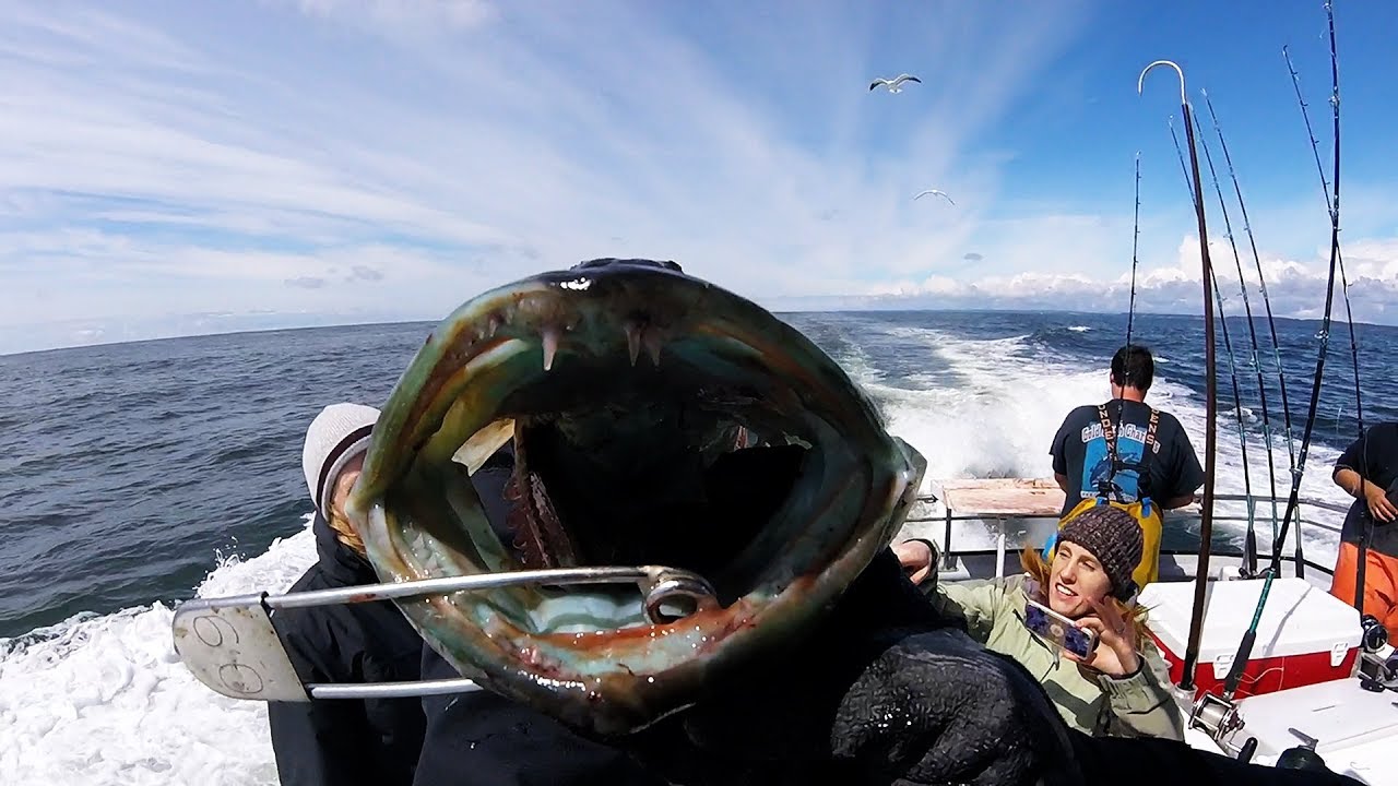 Westport Lingcod & Rockfish 2017: Easy Limits! - YouTube