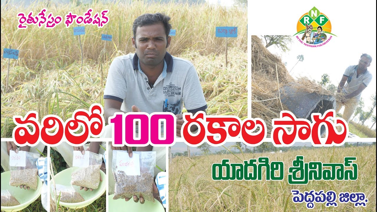 Hundred Types Of Paddy Cultivation YouTube hundred-types-of-paddy-cultivation-youtube