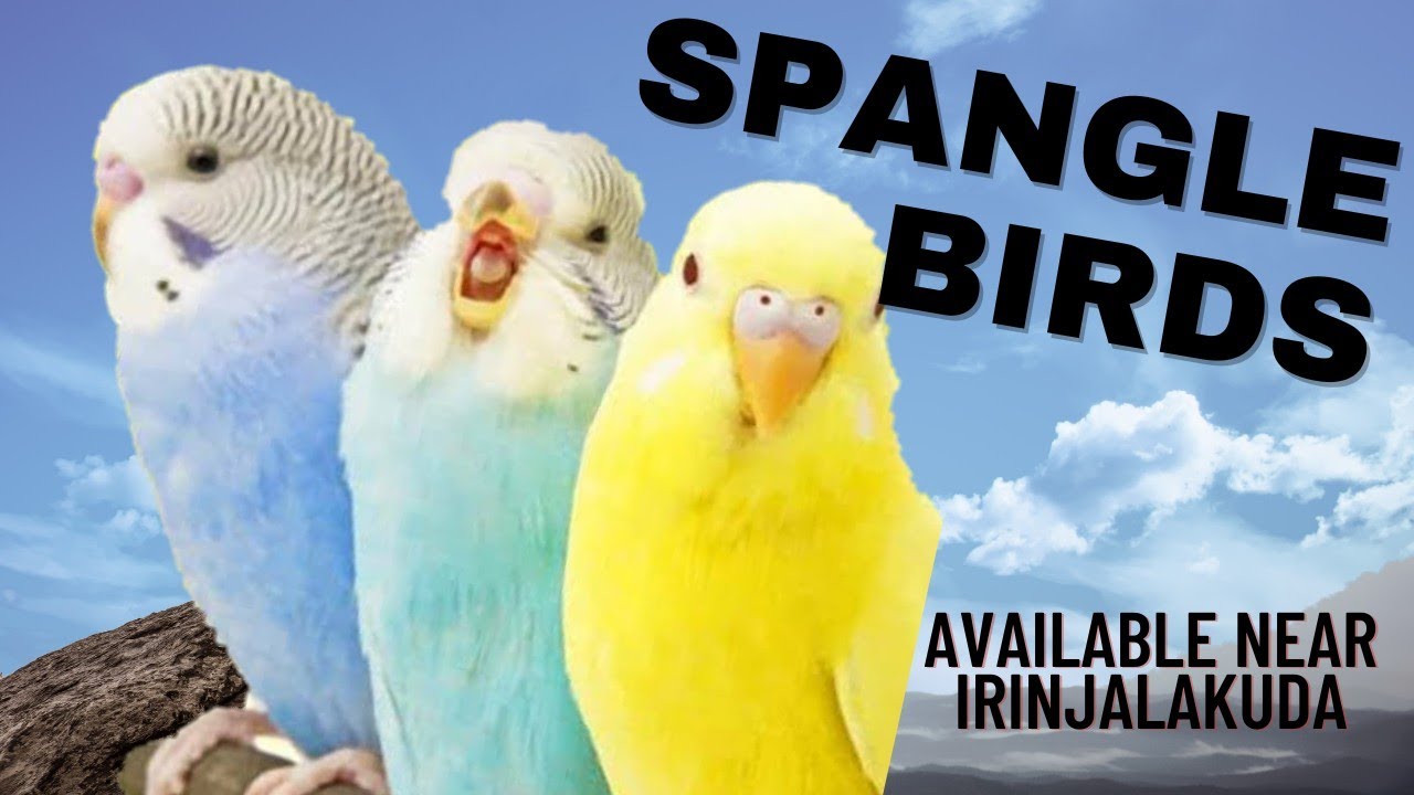 spangle birds Available near. irinjalakuda - YouTube