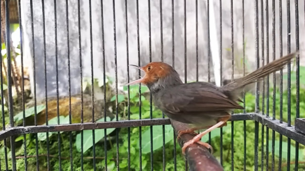 Prenjak Tamu jantan GACOR buat PIKAT | Masteran burung perenjak Bahan ...