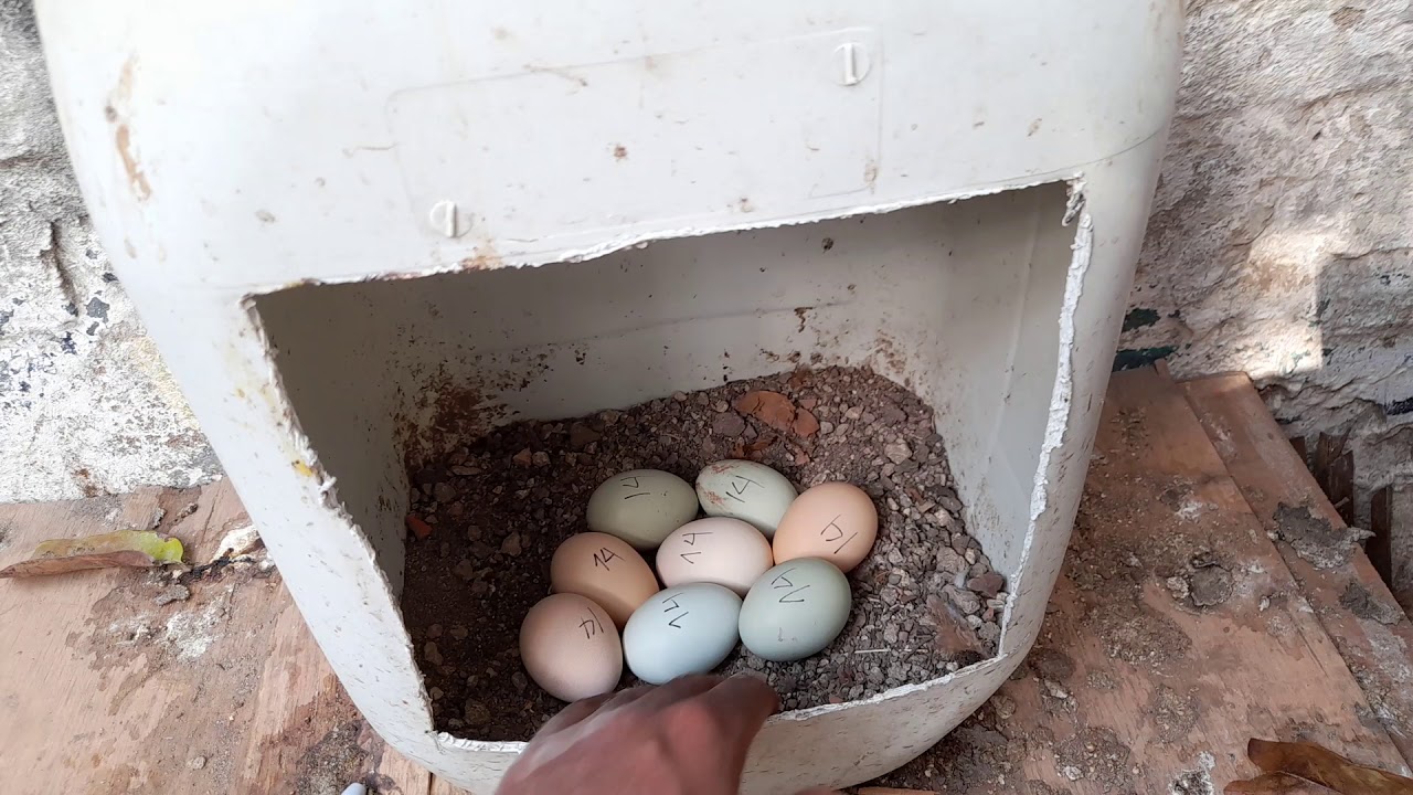 ¿Como echar huevos a una gallina cuando esta clueca? - Gallinas ...