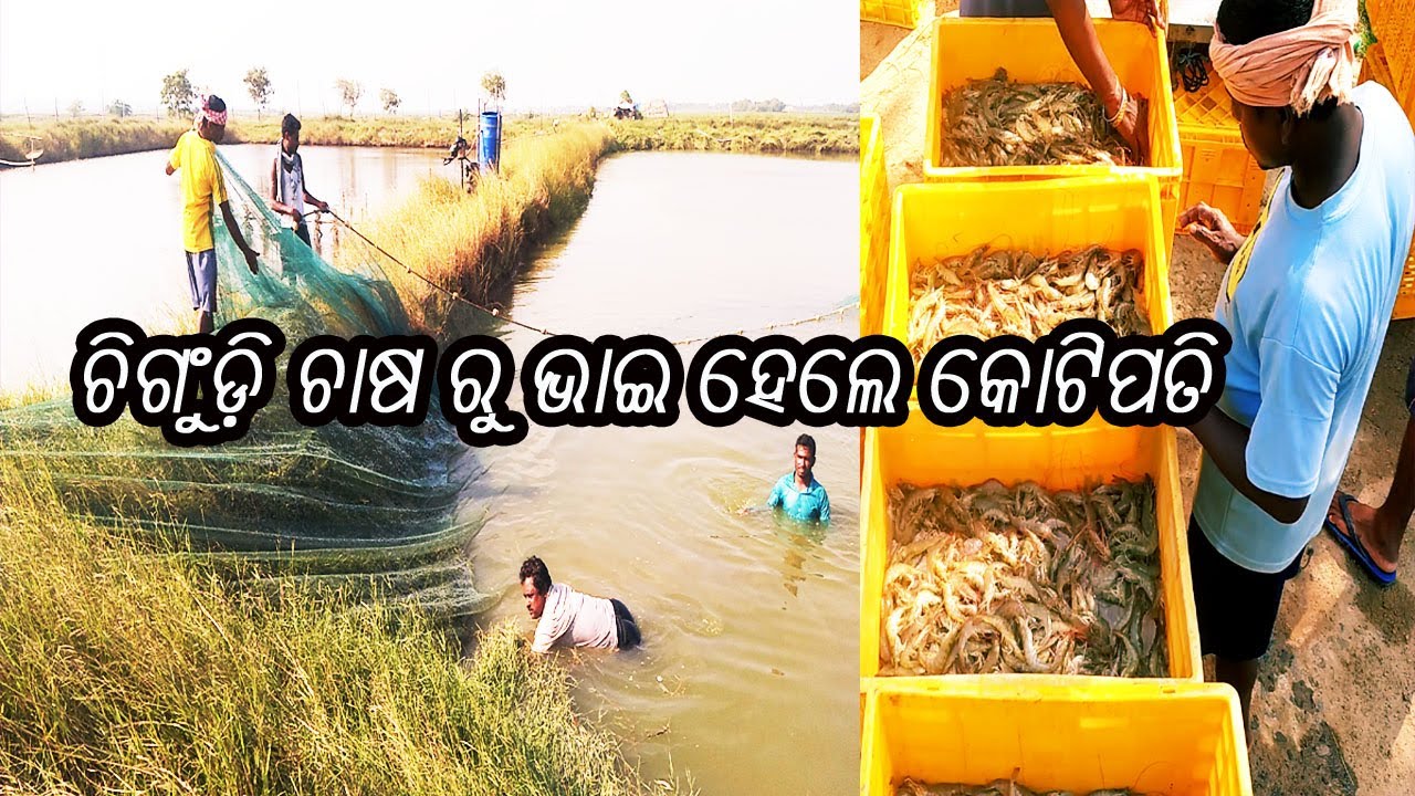 How To Harvesting and Growing Vannamei Prawns In Shrimp Pond ! Prawn ...