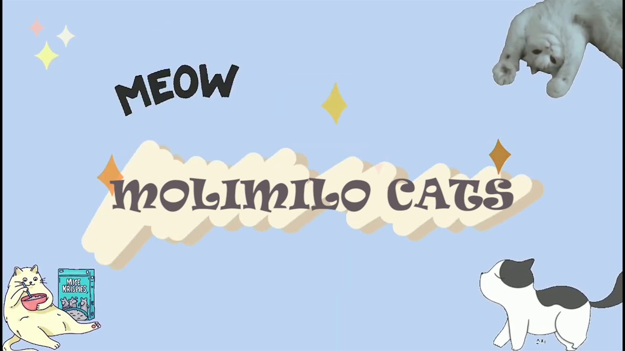 Mola Moli Cat Kitten new born - YouTube